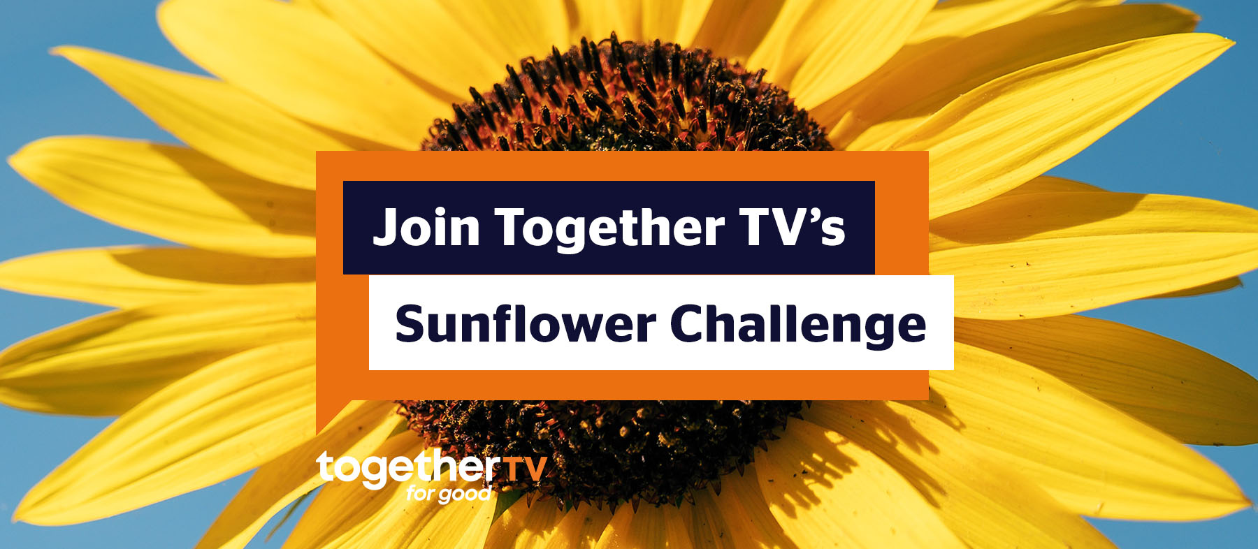 Sunflower Challenge - Toolkit | Welcome to Together TV | Together for good